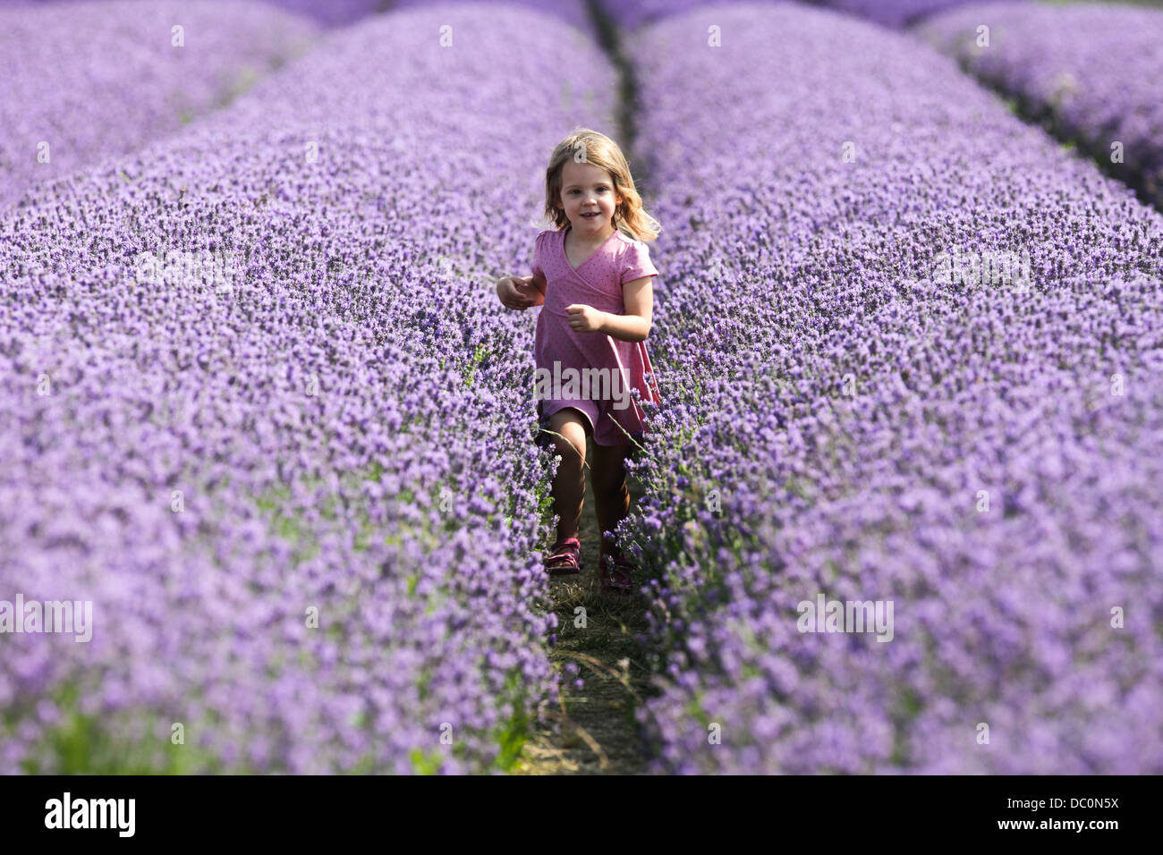 PICKING LAVENDER AT CADWELL FARM HITCHIN,HERTFORDSHIRE Stock Photo - Alamy