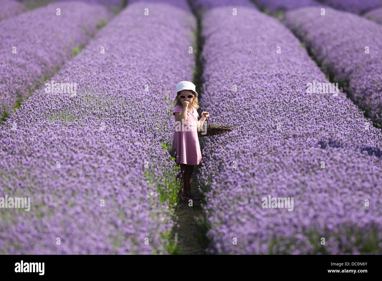 PICKING LAVENDER AT CADWELL FARM HITCHIN,HERTFORDSHIRE Stock Photo - Alamy