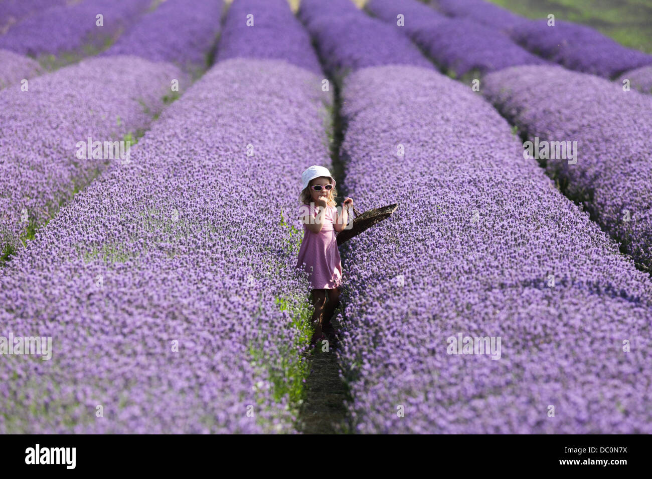 PICKING LAVENDER AT CADWELL FARM HITCHIN,HERTFORDSHIRE Stock Photo - Alamy