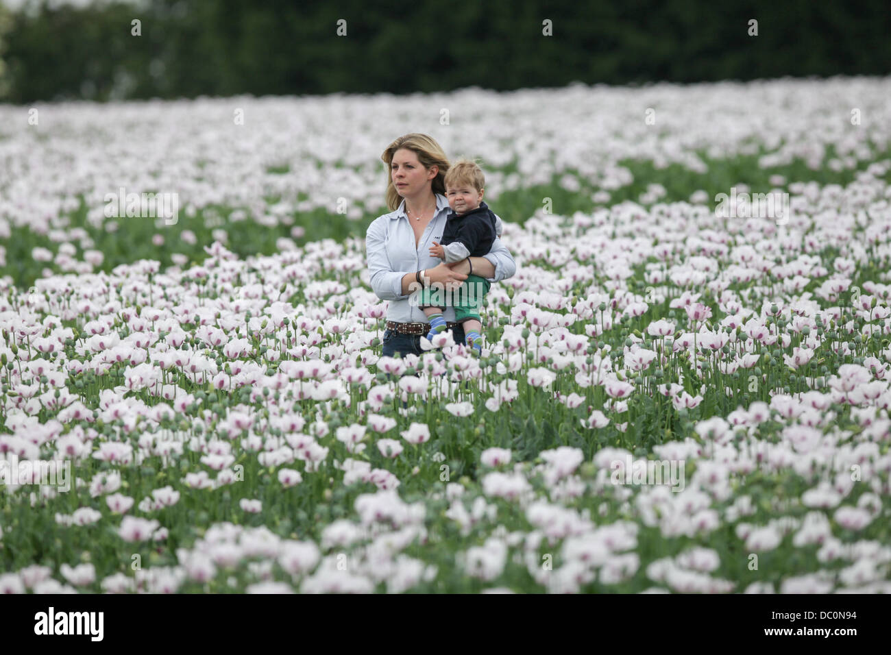 Opium poppy field lincolnshire hi-res stock photography and images - Alamy