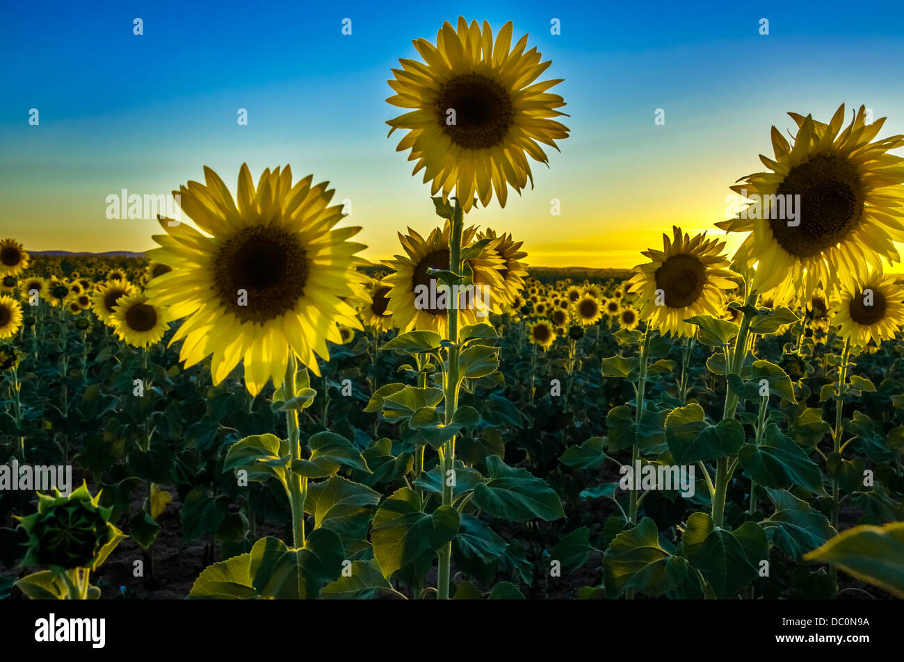 a sunflowers field in a sunny day Stock Photo - Alamy