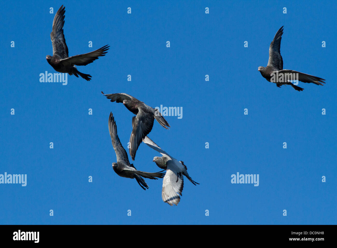 A free flying Turkish Tumbler pigeons, isolated on a blue background ...