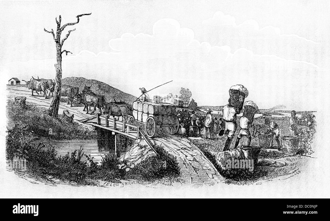 PICKING COTTON HAULING COTTON BALES ON WAGON Stock Photo - Alamy