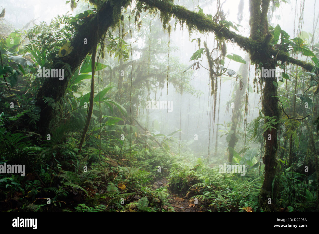 Path through misty tropical hi-res stock photography and images - Alamy