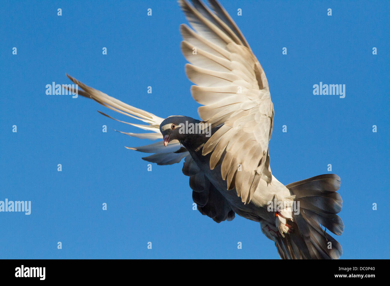 A free flying Turkish Tumbler pigeon, isolated on a blue background ...