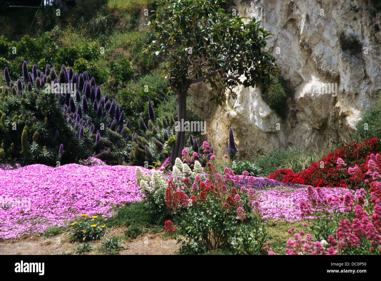 CATALINA ISLAND CA FLORA IN GARDEN Stock Photo - Alamy