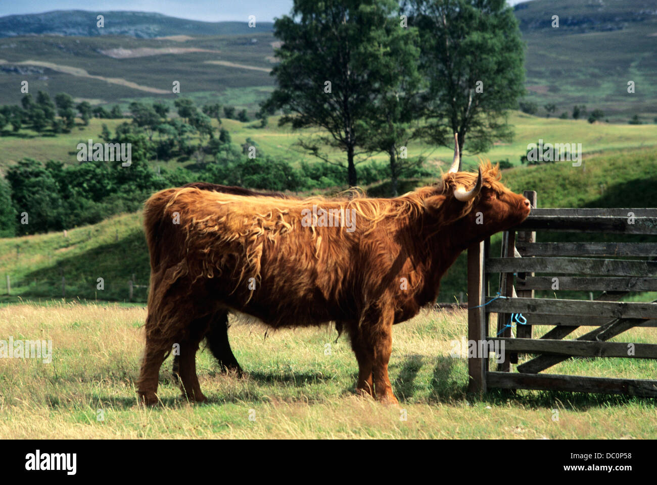 NEAR NEWTONMORE SCOTLAND HIGHLAND CATTLE AT FARM MUSEUM Stock Photo - Alamy