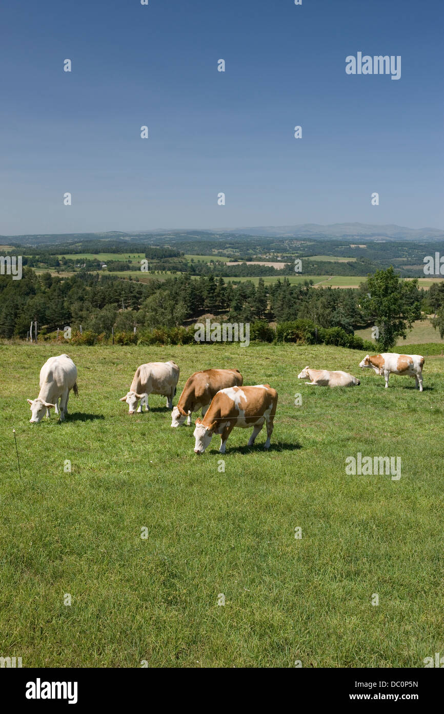 COWS PASTURE FIELD FRIDEFONT VILLAGE CANTAL AUVERGNE FRANCE Stock Photo ...