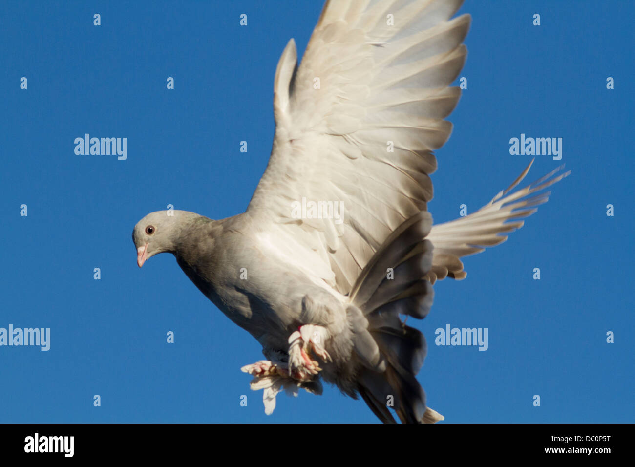 Tumbler pigeon hi-res stock photography and images - Alamy