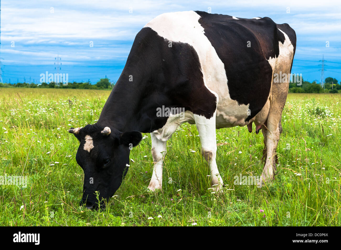 Cow grazing in fresh pastures Stock Photo - Alamy