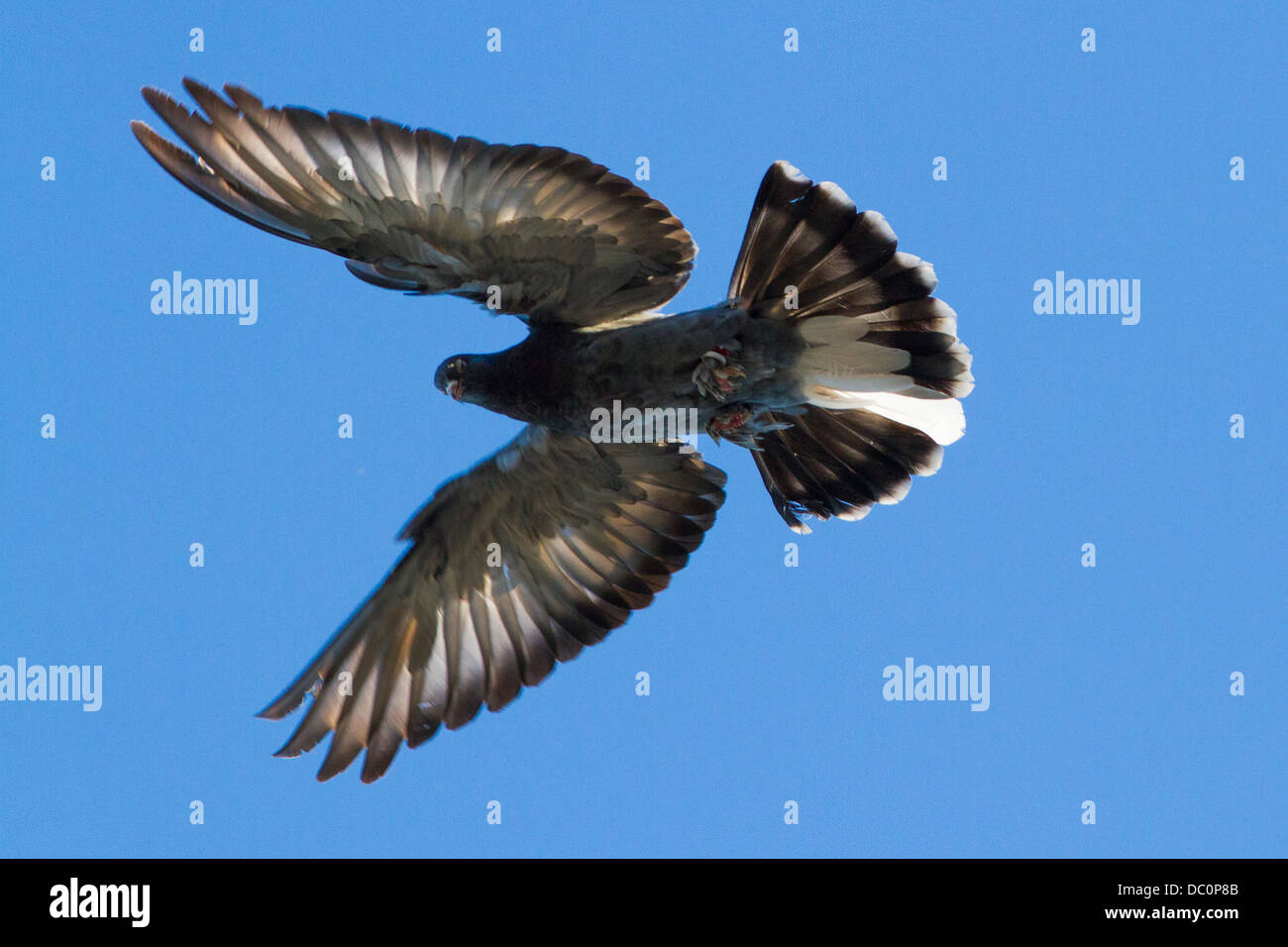 A free flying Turkish Tumbler pigeon, isolated on a blue background ...