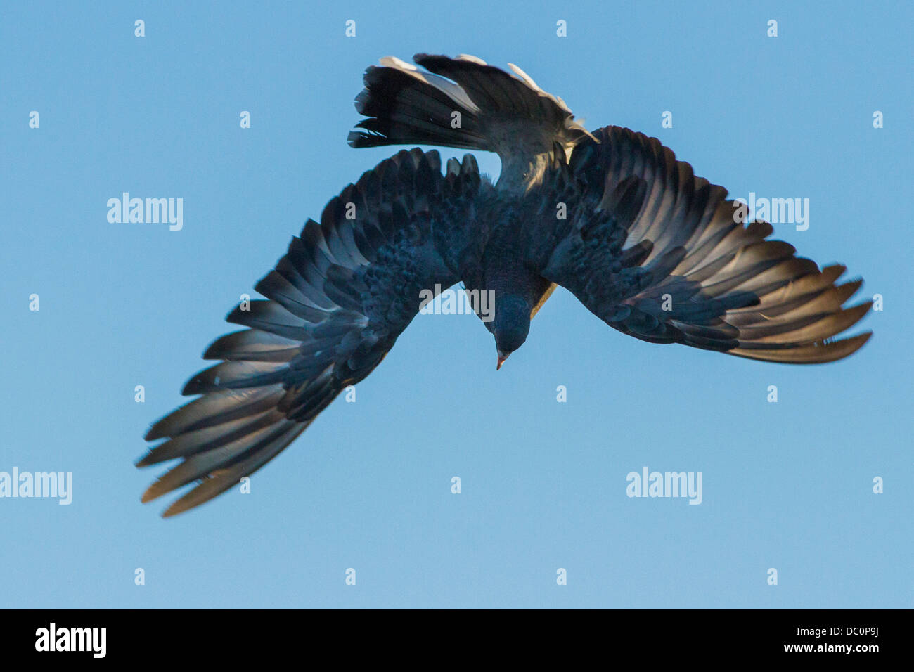 A free flying Turkish Tumbler pigeon, isolated on a blue background ...