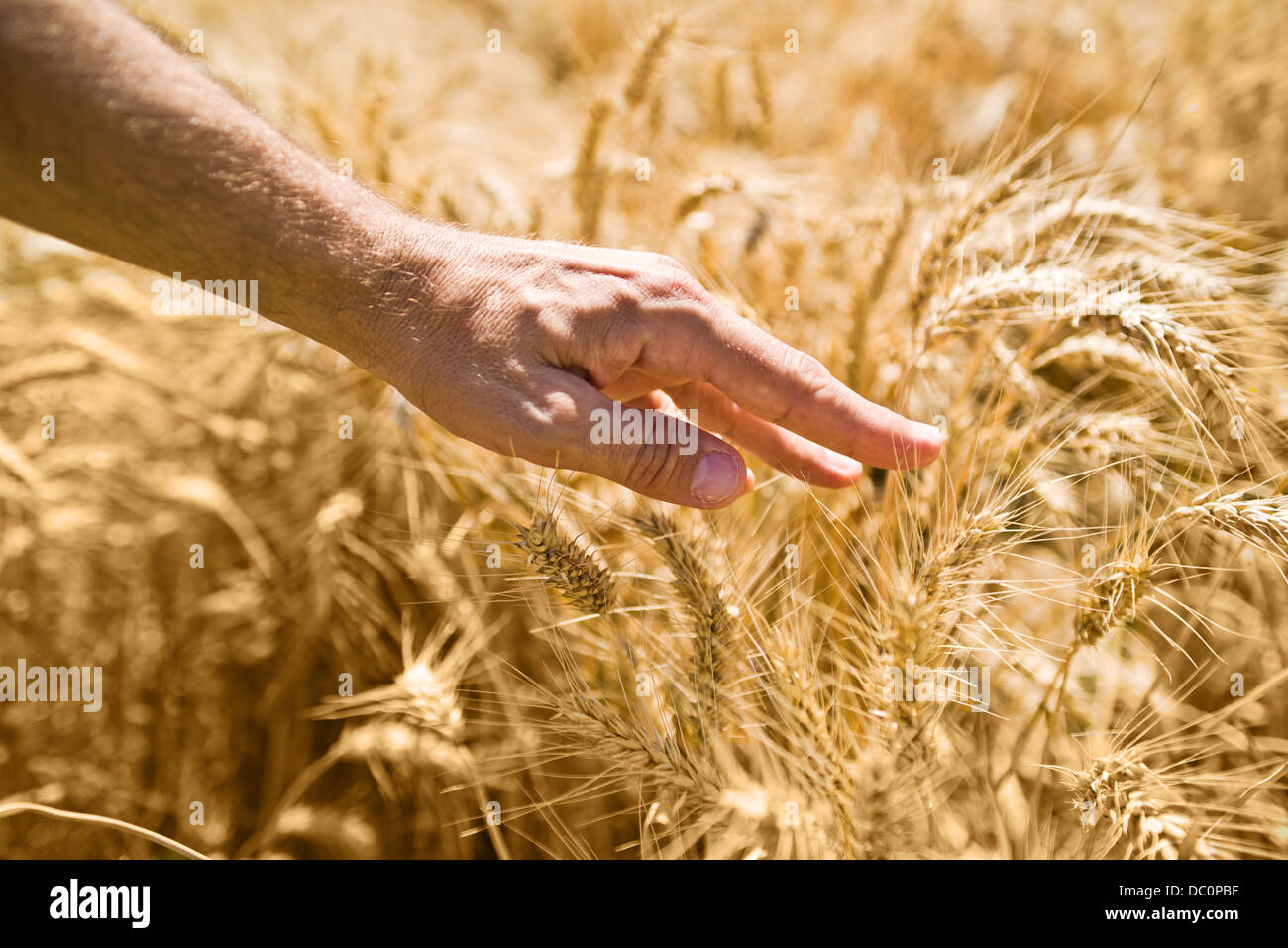 Farmer hand in wheat field. Agricultural background for harvesting ...