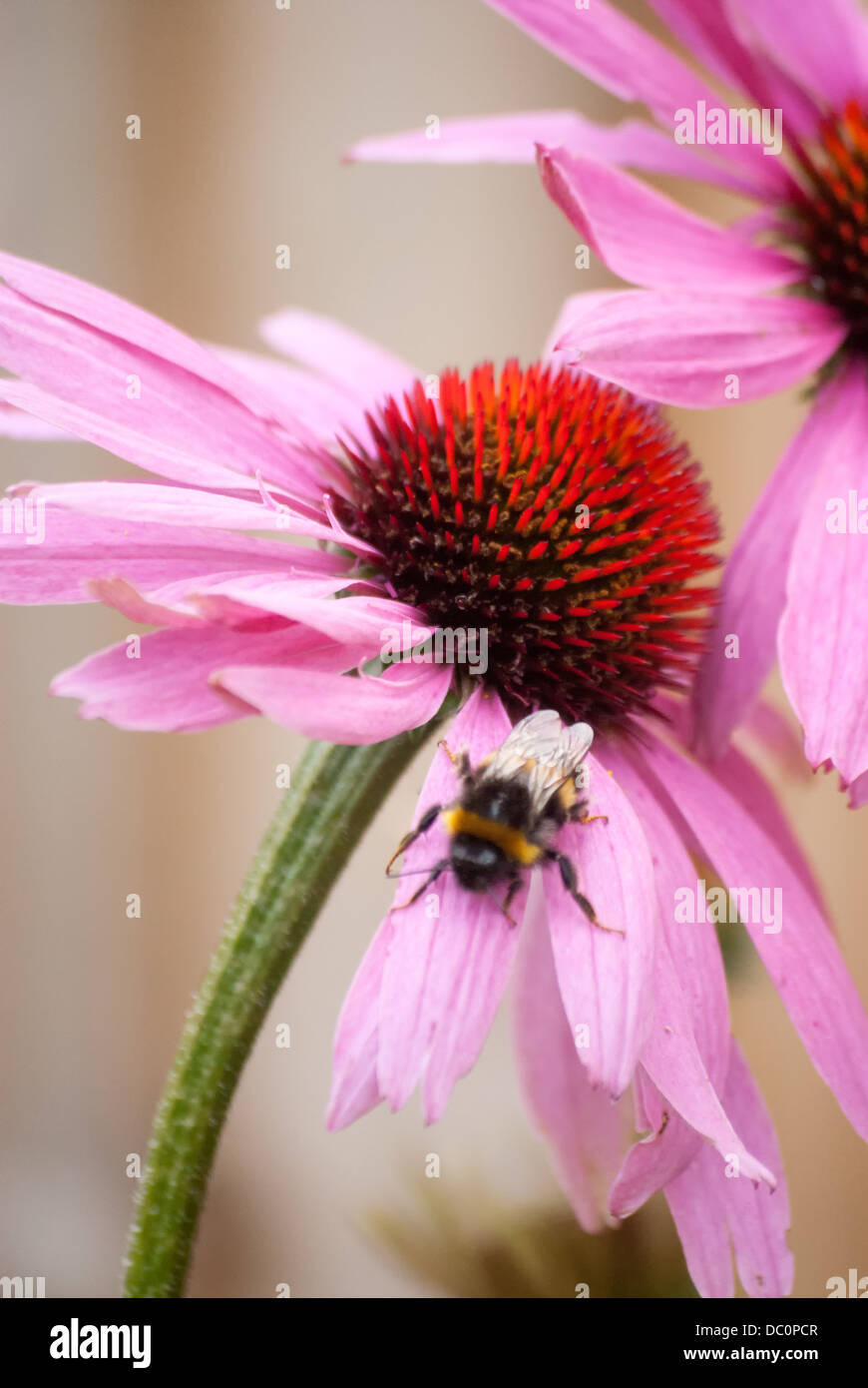 Bumblebee with pollen hi-res stock photography and images - Alamy