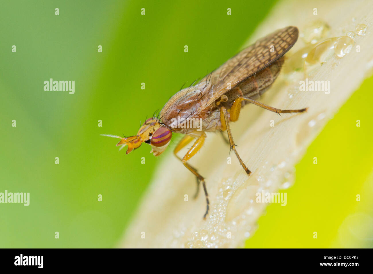 fly in dew on green background Stock Photo - Alamy