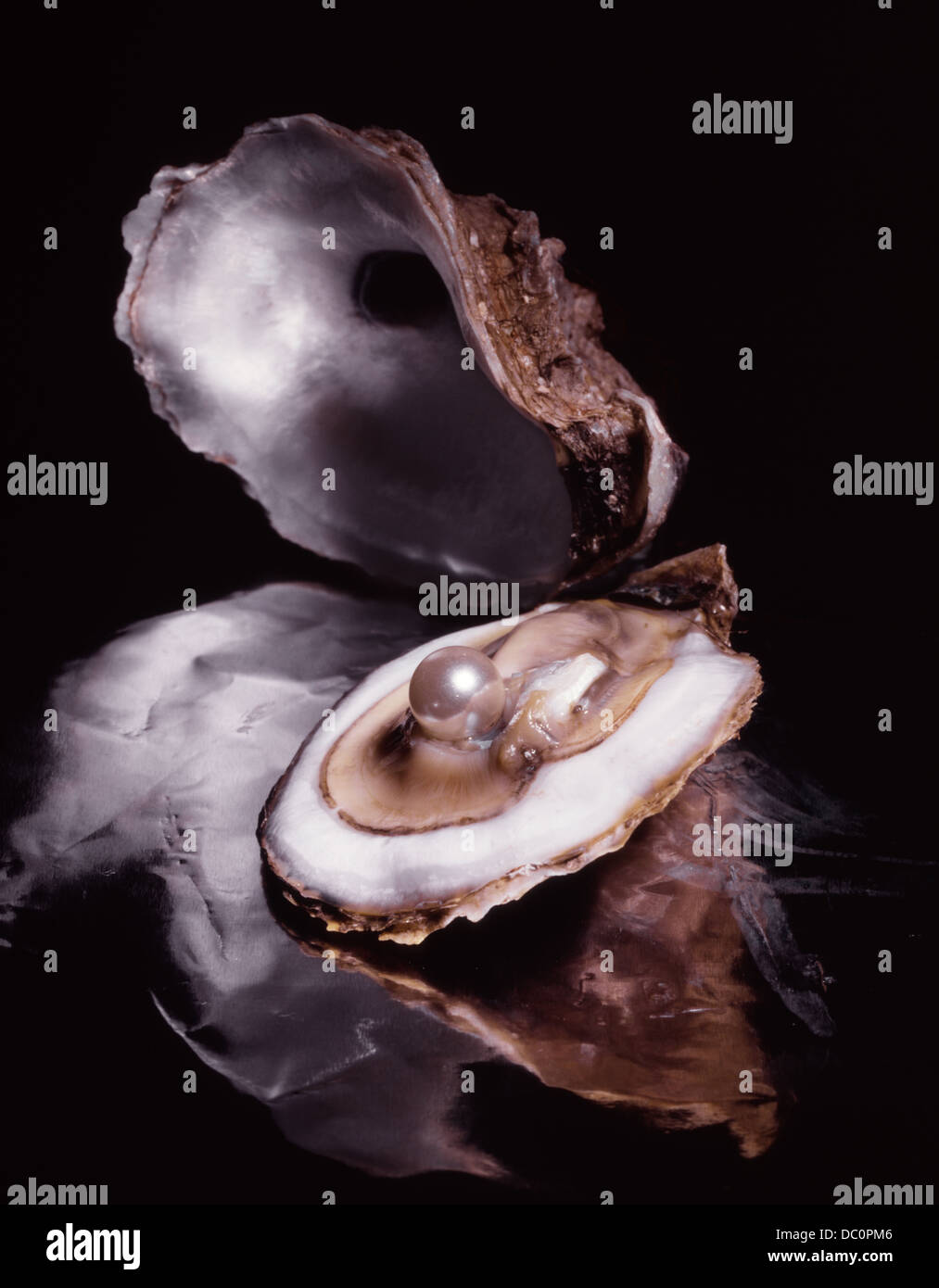 Black pearl in oyster shell hi-res stock photography and images - Alamy