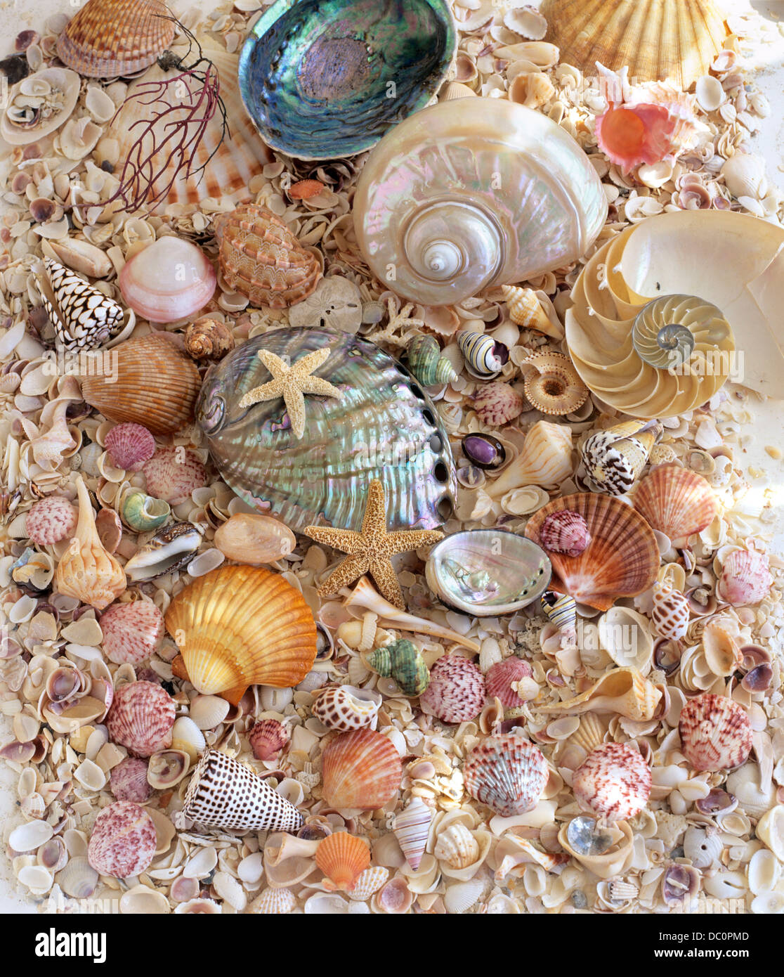 Big different seashell collection hi-res stock photography and images ...