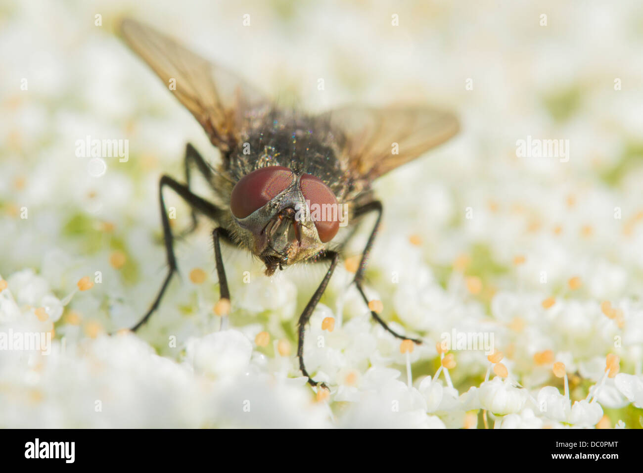 Tachinid fly on white hi-res stock photography and images - Alamy