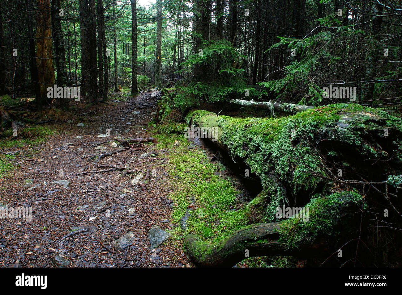 ACADIA NATIONAL PARK MAINE TREES IN FOREST Stock Photo - Alamy