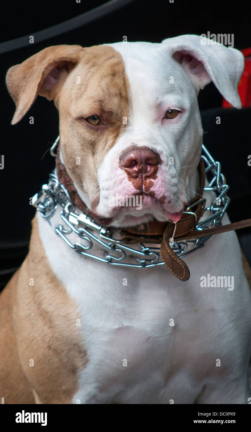 Portrait of Staffordshire Terrier close up. Dog show Stock Photo - Alamy