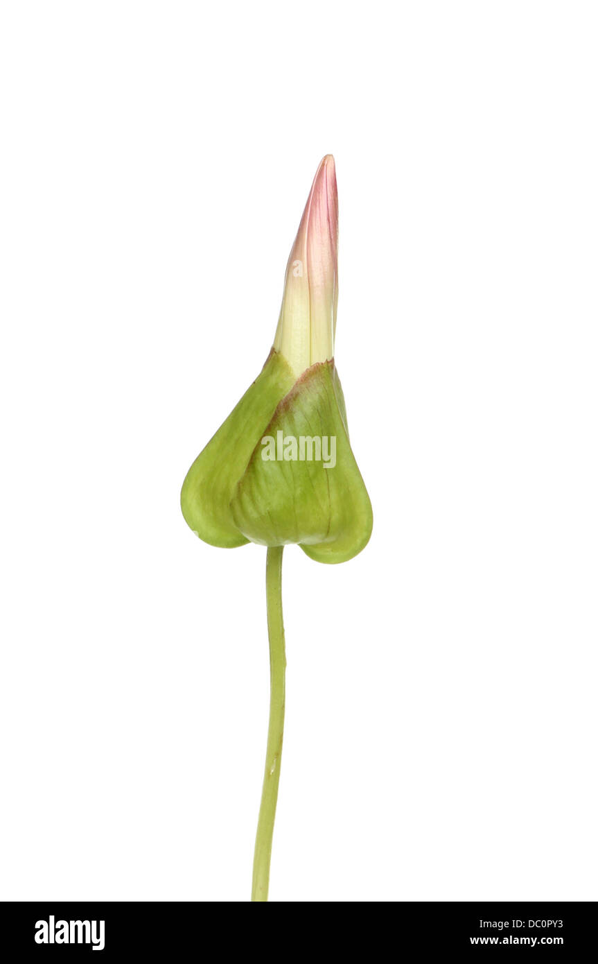 Bind weed flower hi-res stock photography and images - Alamy