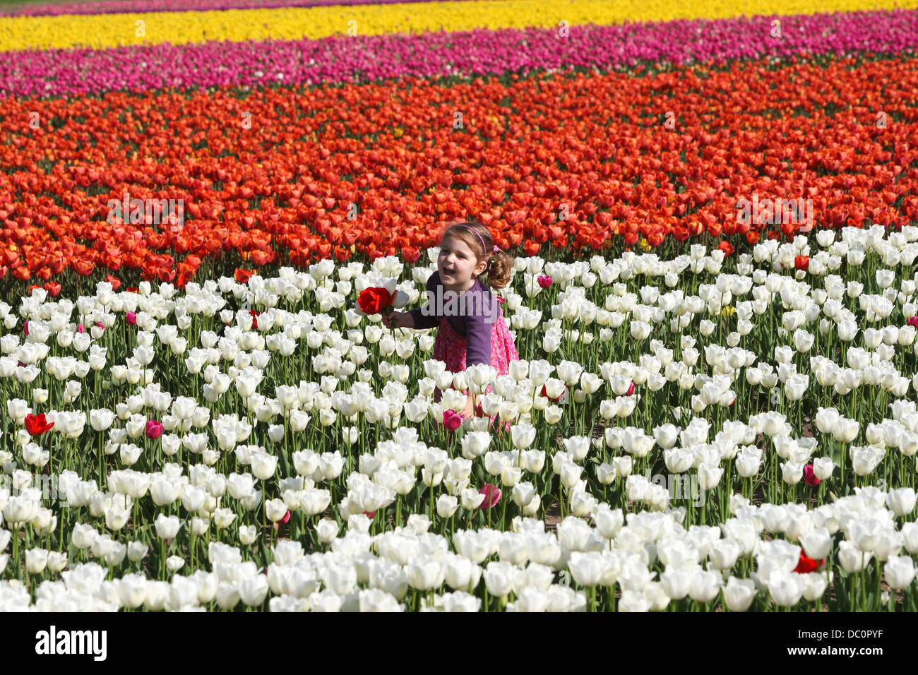 Pick tulips hi-res stock photography and images - Alamy