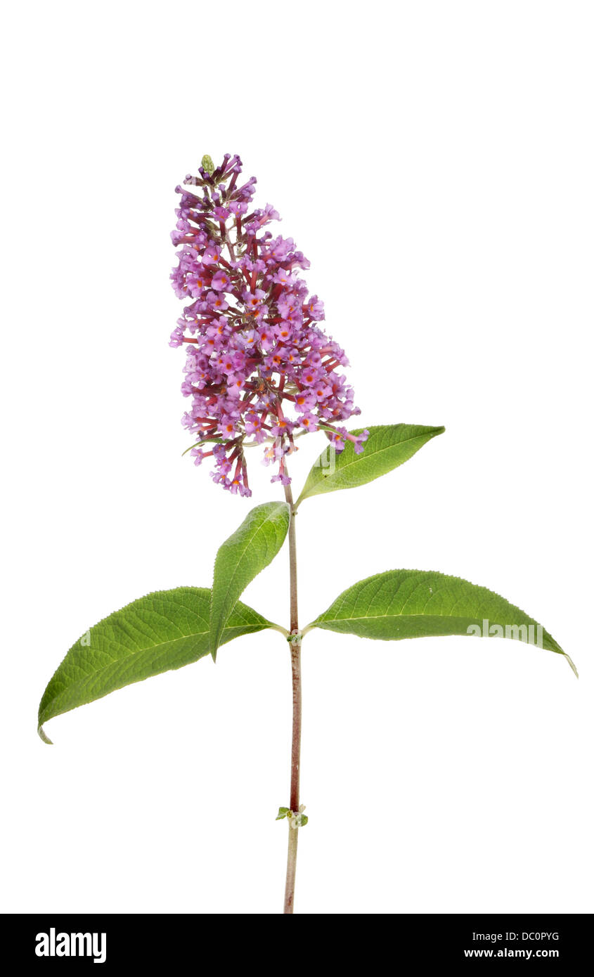 Buddleja or butterfly bush, flower spike and leaves isolated against ...