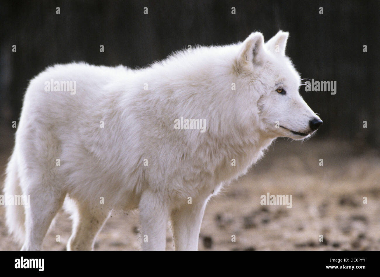 Canadian white wolf hi-res stock photography and images - Alamy