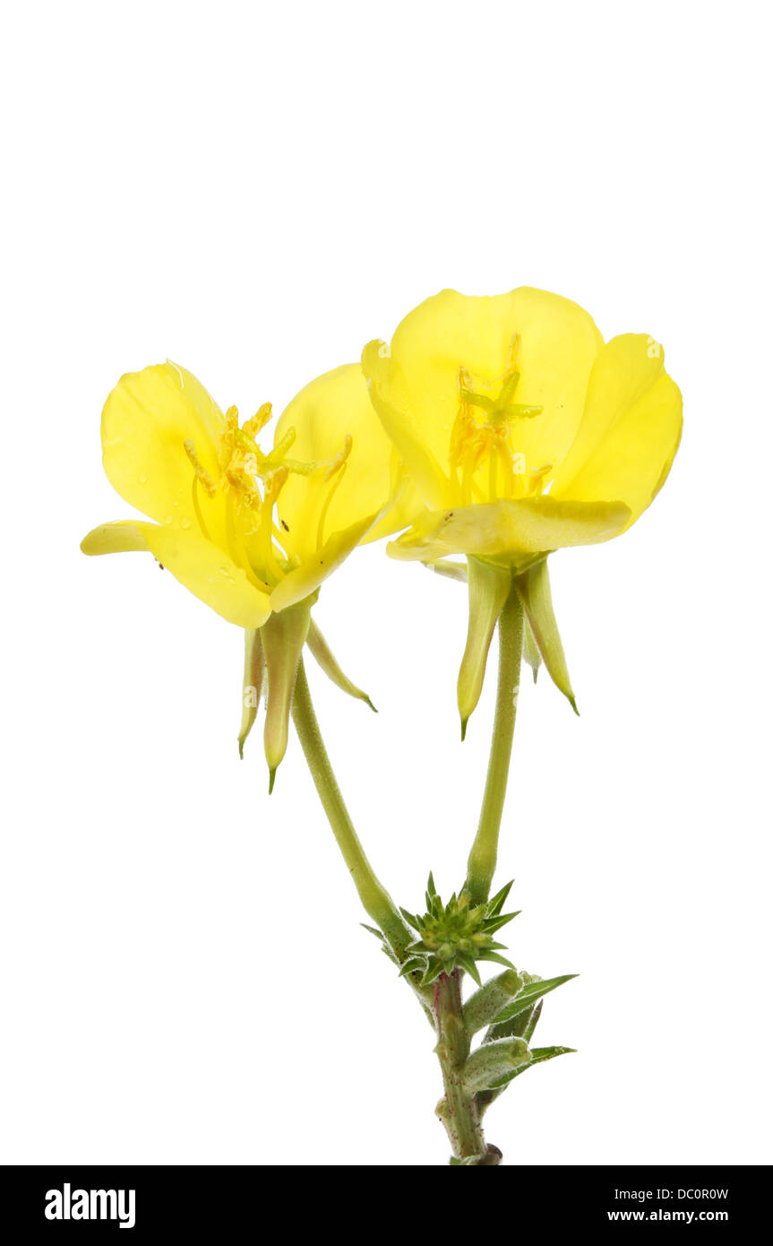 Evening primrose flowers isolated against white Stock Photo - Alamy