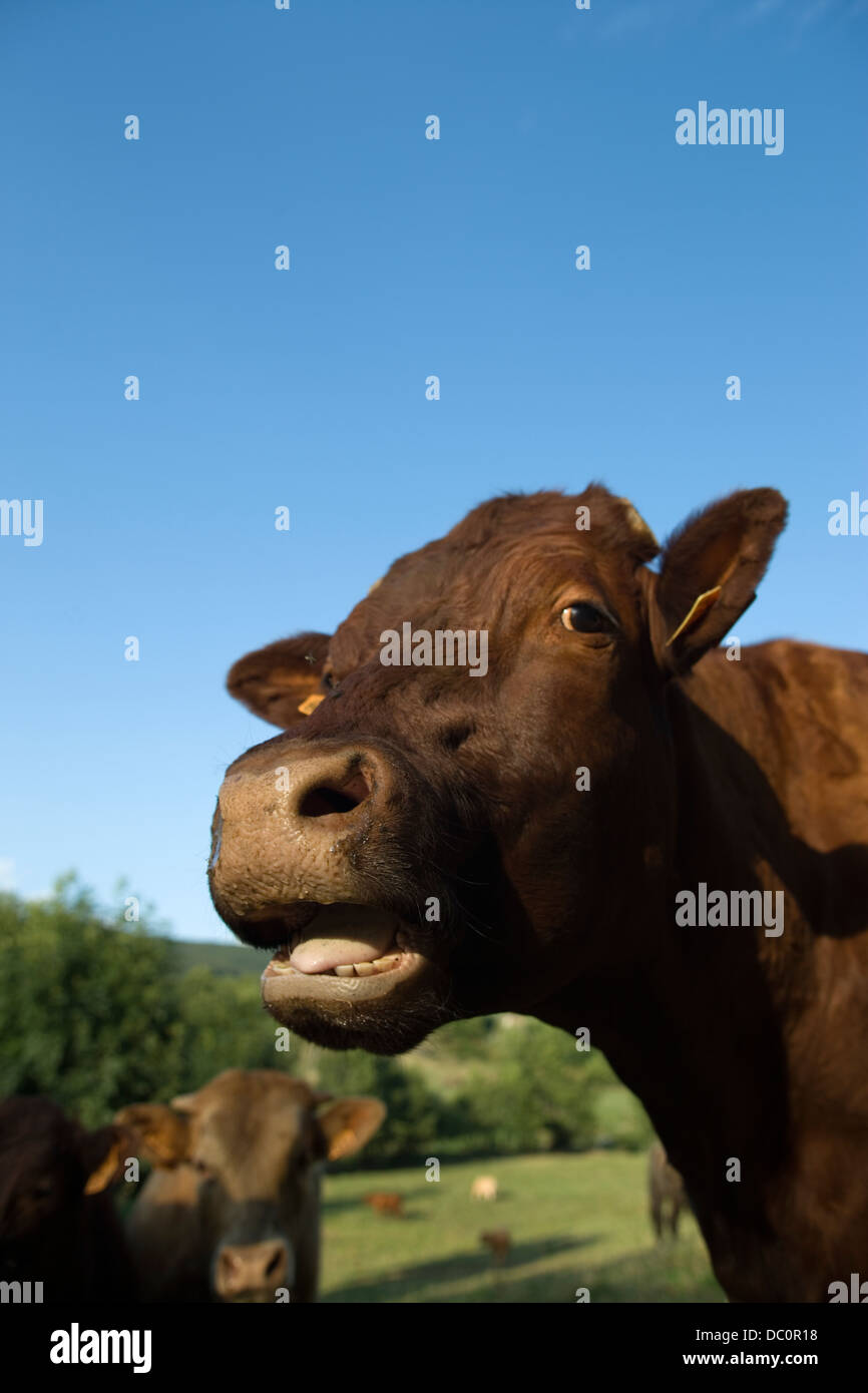 World pasture hi-res stock photography and images - Alamy