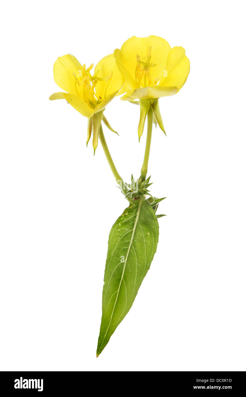 Evening Primrose Leaves Speckled