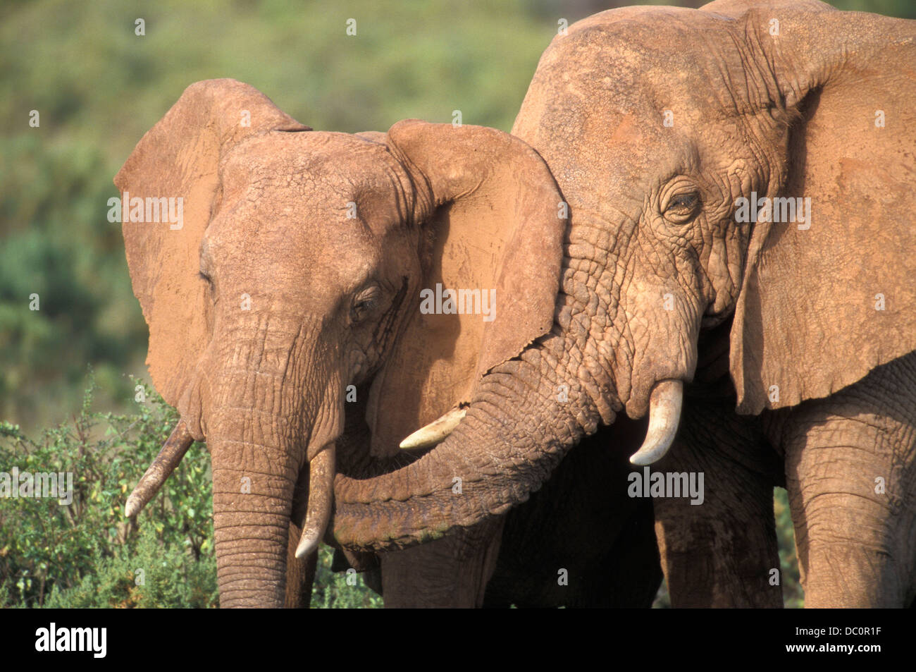 ELEPHANT BULL ALONGSIDE COW WITH TRUNK TOUCHING HER KENYA AFRICA Stock ...