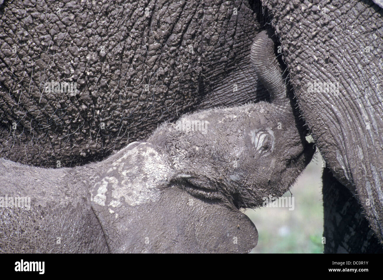 Baby elephant nursing hi-res stock photography and images - Alamy