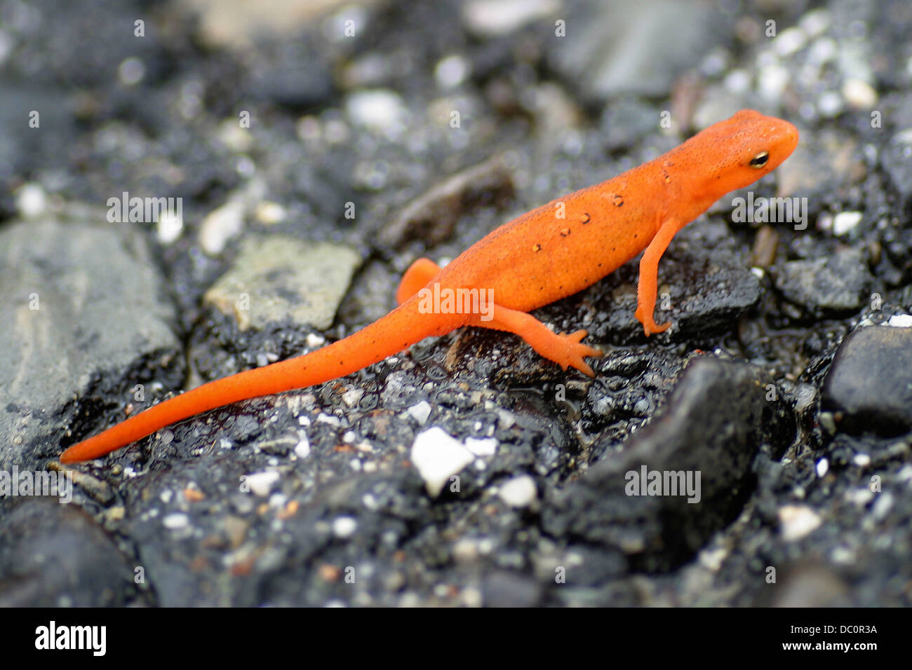 ACADIA NATIONAL PARK MAINE SALAMANDER Stock Photo - Alamy