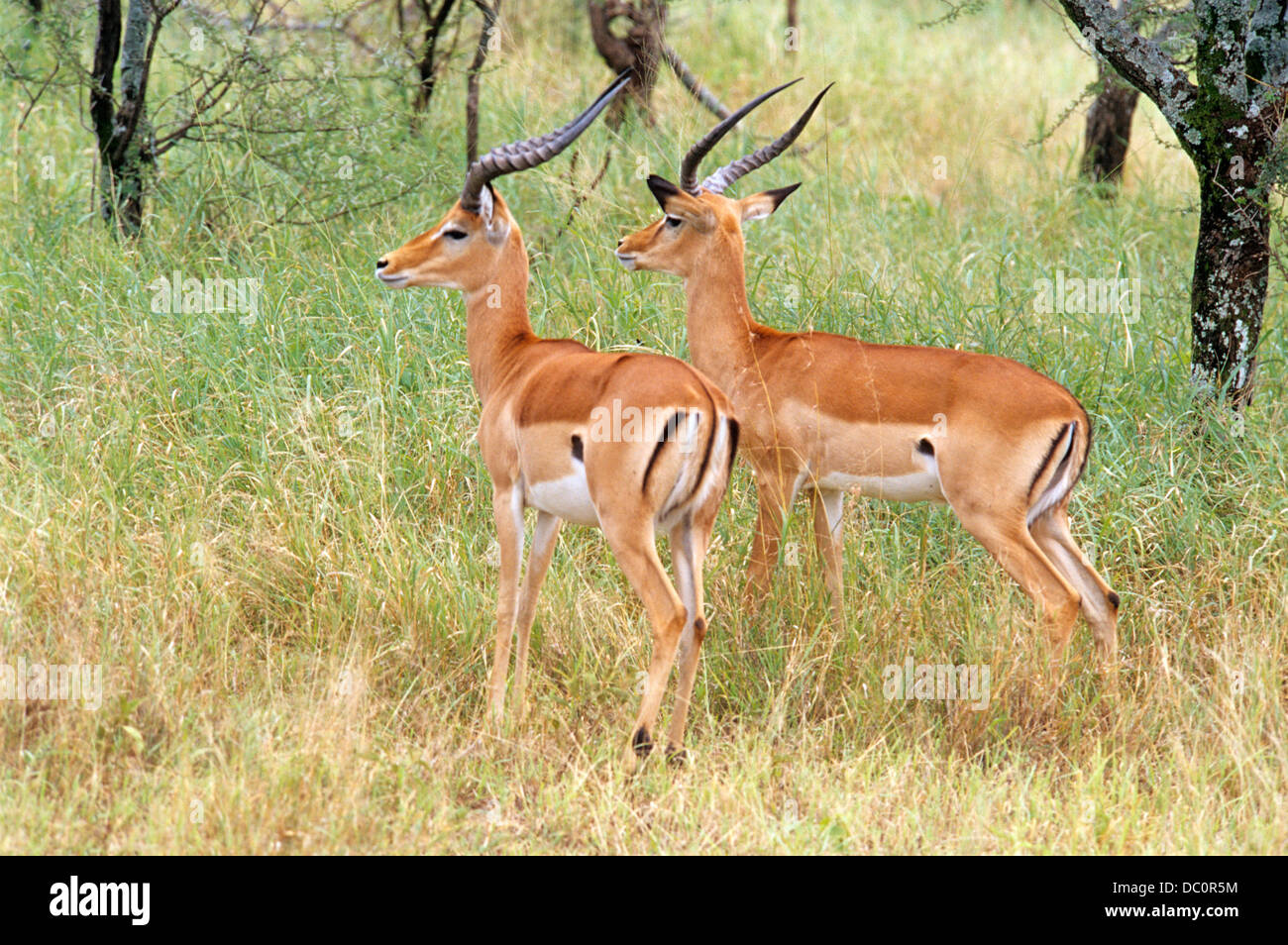 Impala bucks hi-res stock photography and images - Alamy