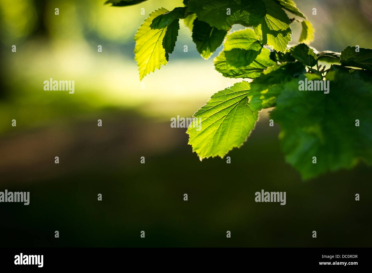 Hazel leaf hi-res stock photography and images - Alamy