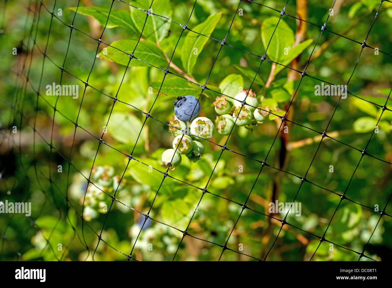 A black protective mesh covering blueberries from animals and birds ...