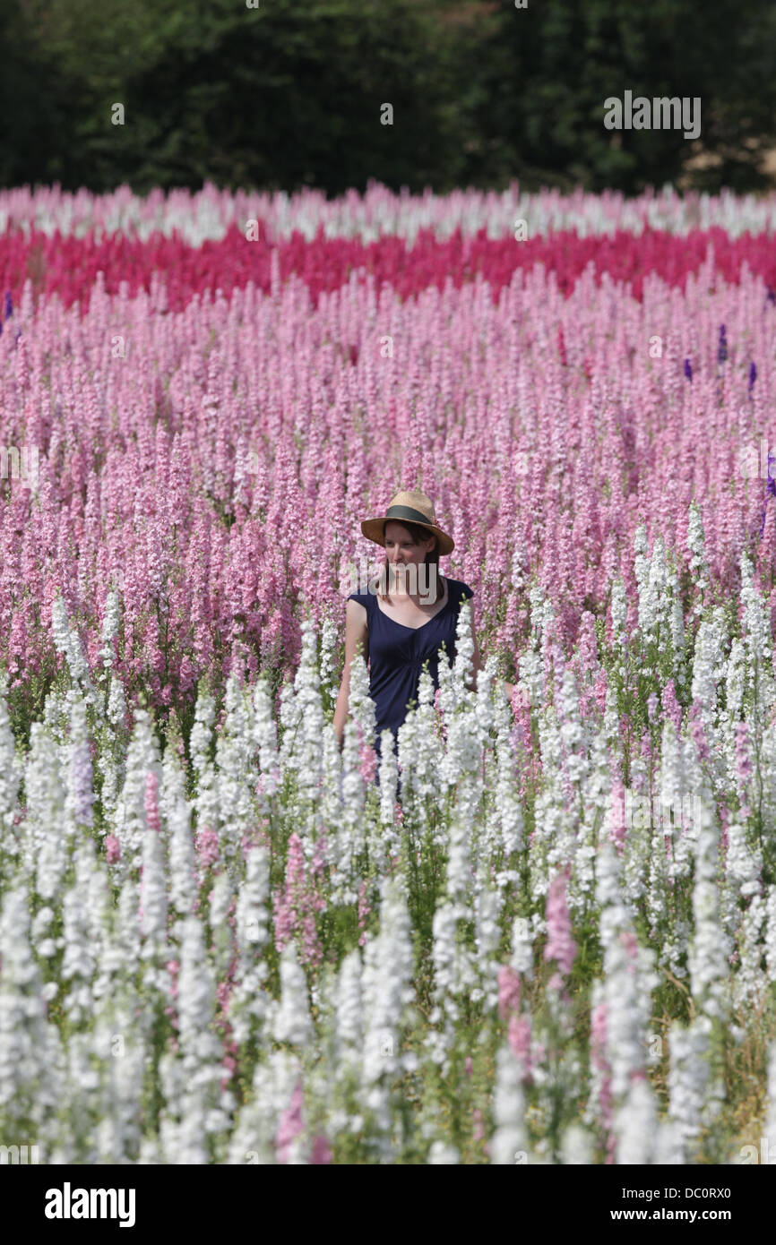 Confetti flower fields worcestershire hi-res stock photography and ...