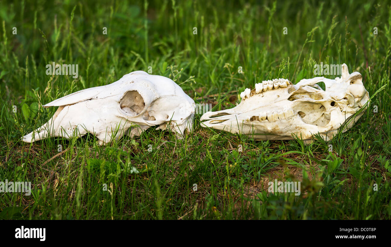 Dead red deer hi-res stock photography and images - Alamy