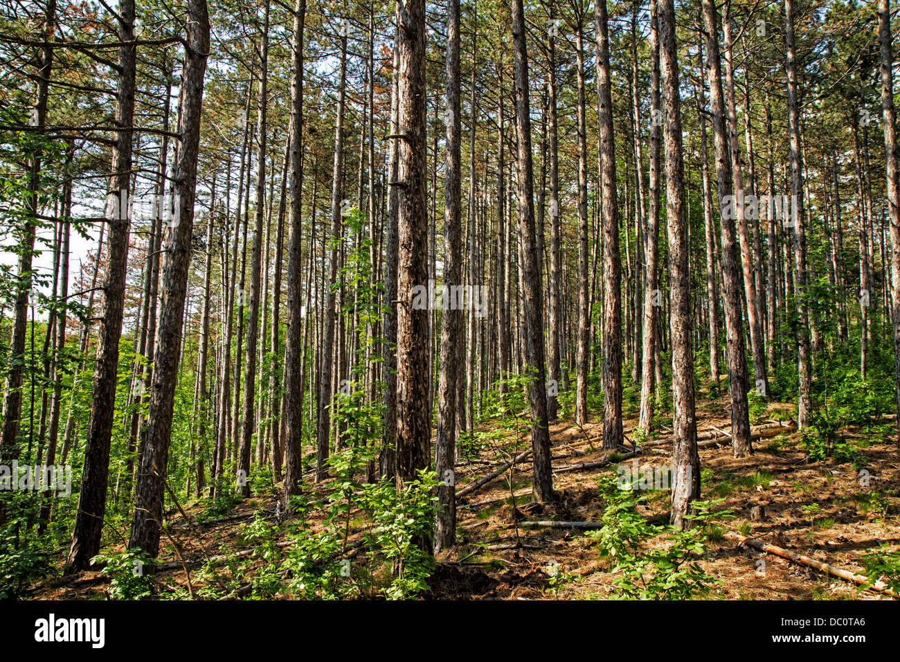 Pacious hi-res stock photography and images - Alamy