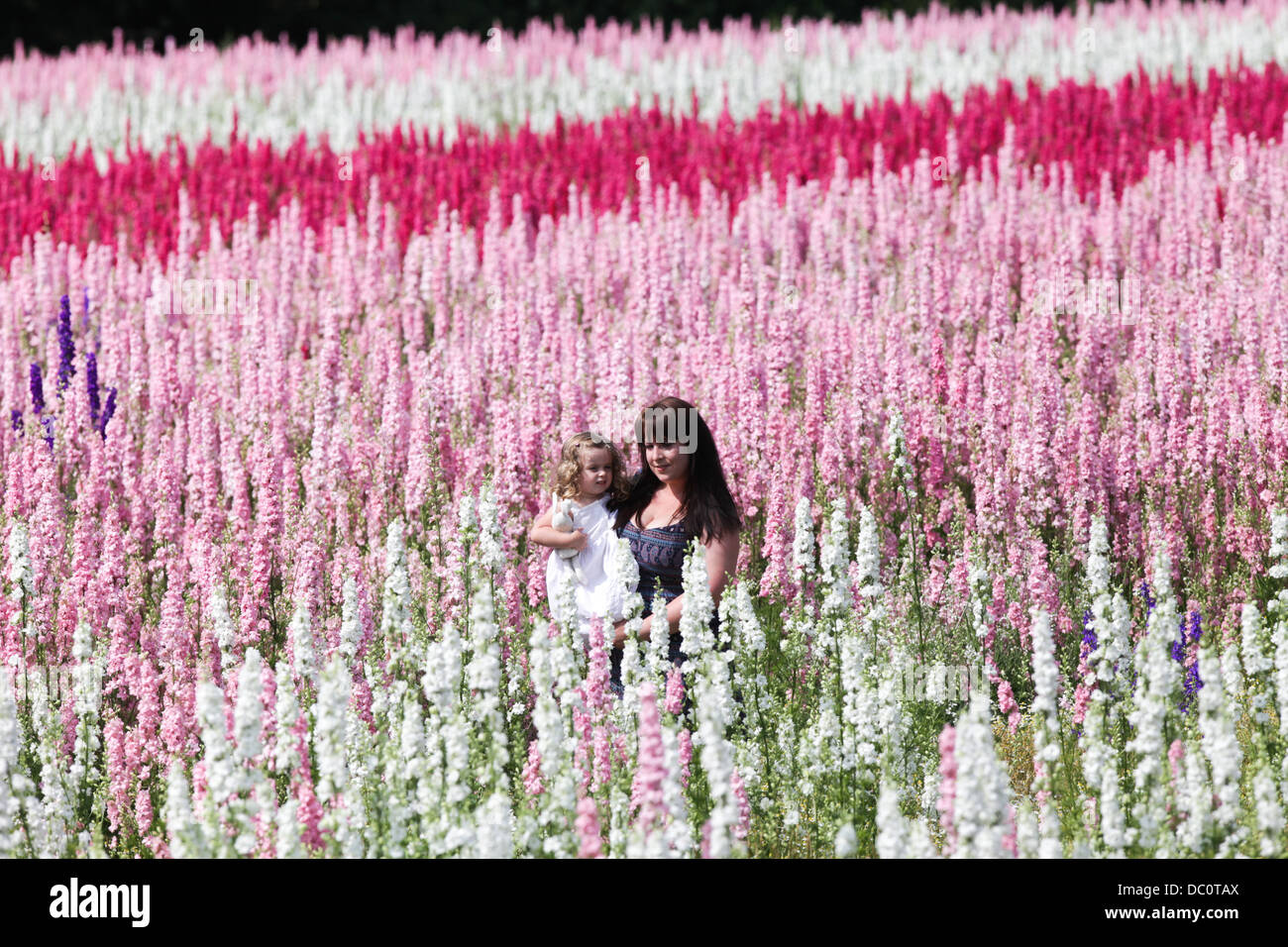 Confetti flower fields worcestershire hi-res stock photography and ...