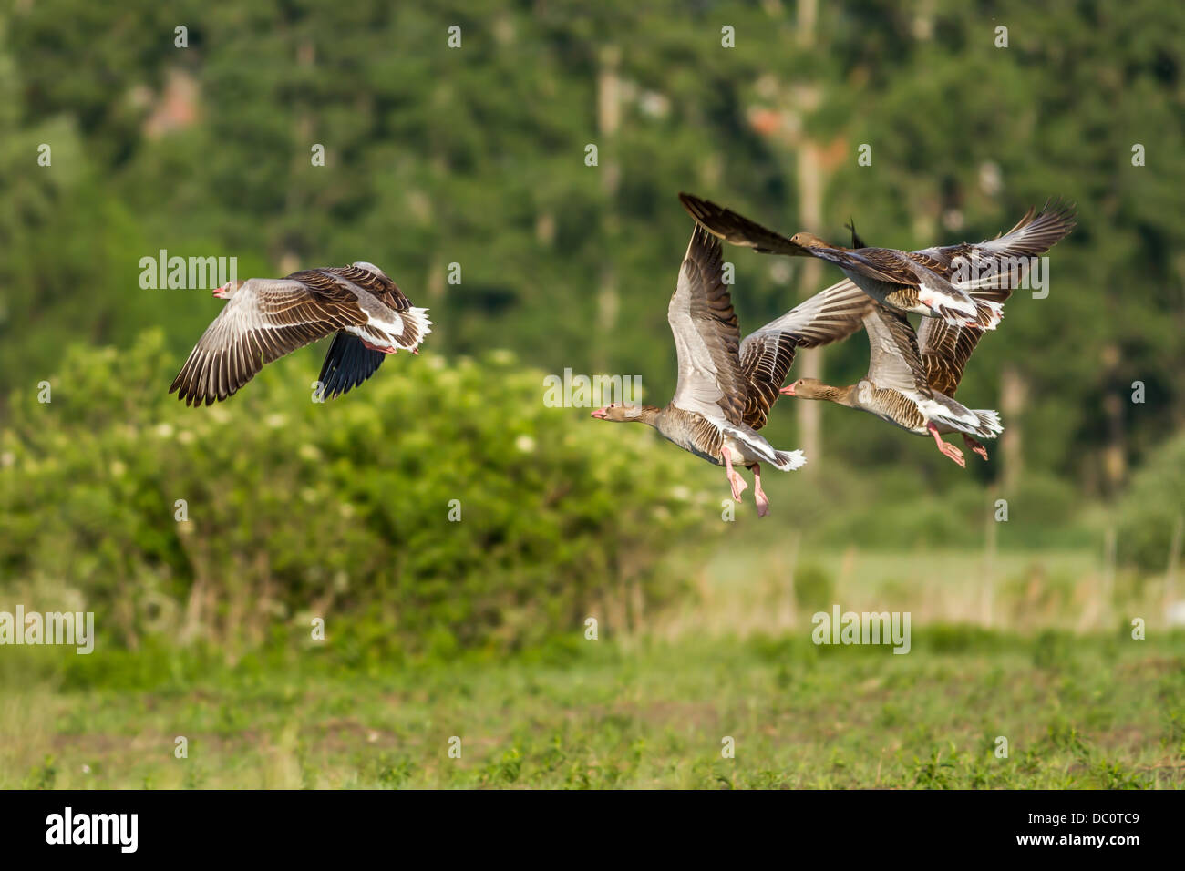 Gooses fly hi-res stock photography and images - Alamy