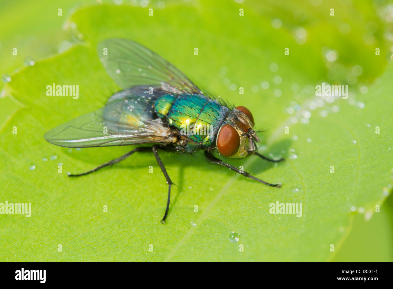 Green bottle fly (Lucilia sericata) in dew Stock Photo - Alamy