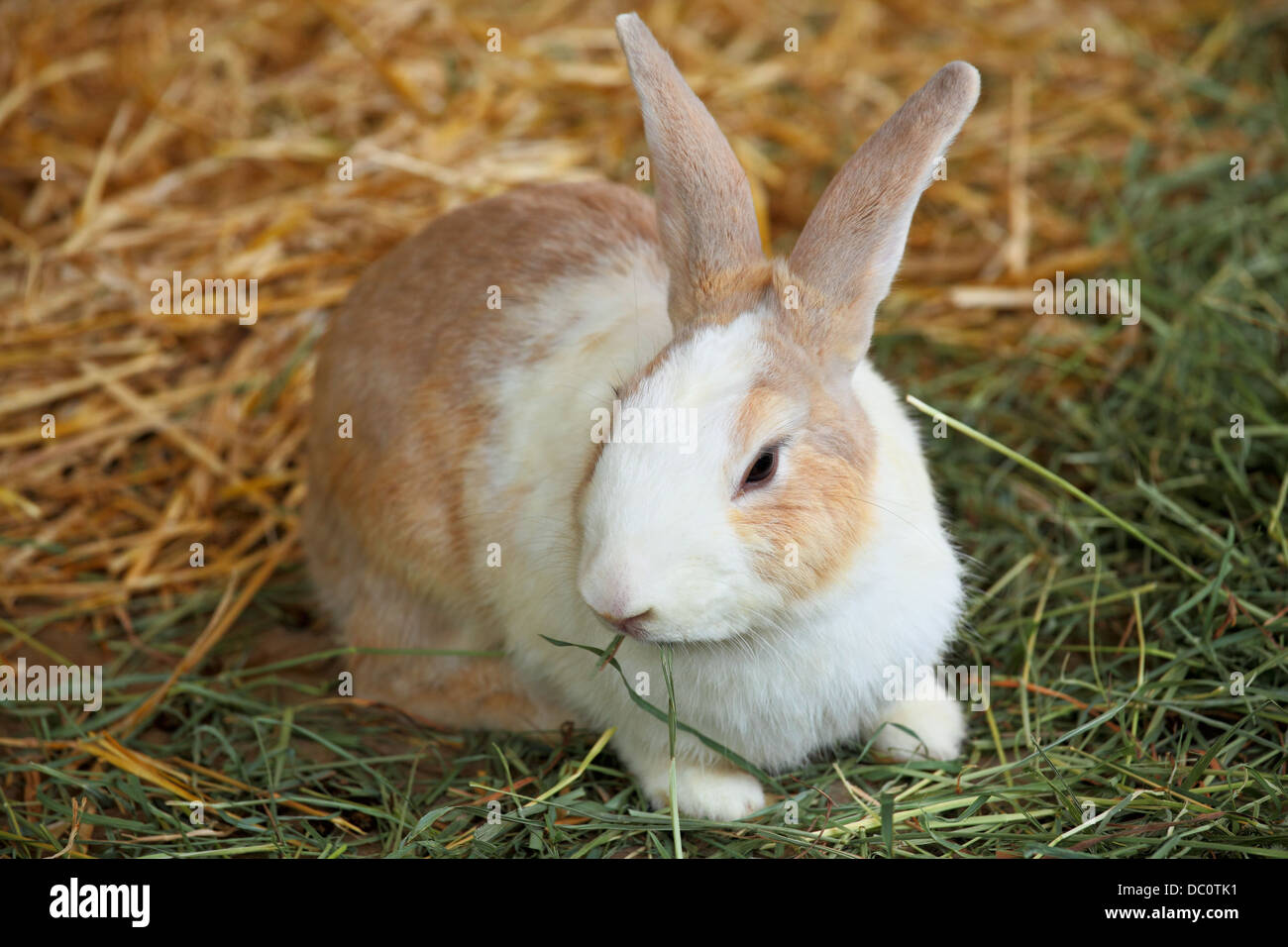 rabbit in farm Stock Photo - Alamy