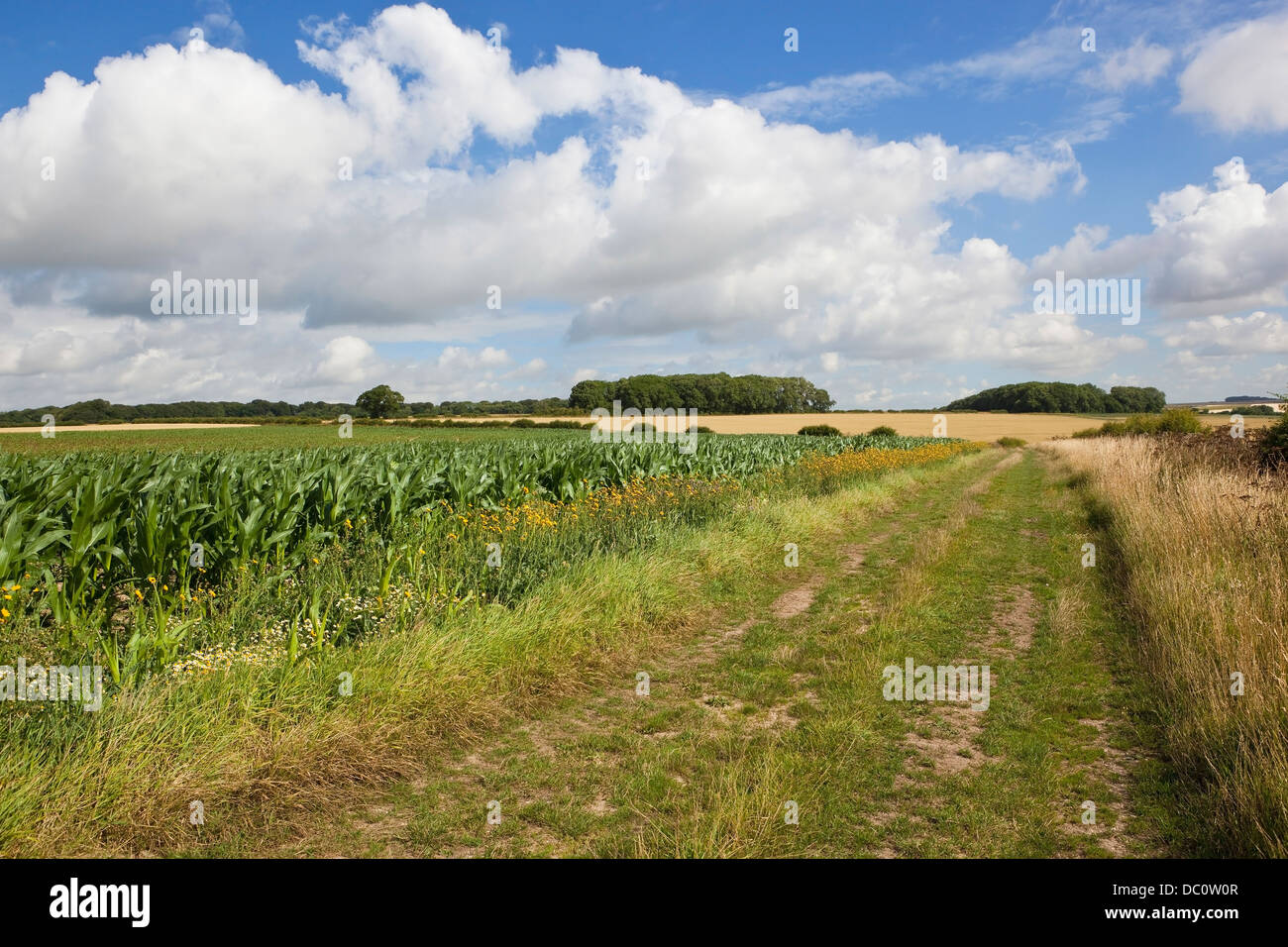 Summer farmland hi-res stock photography and images - Alamy