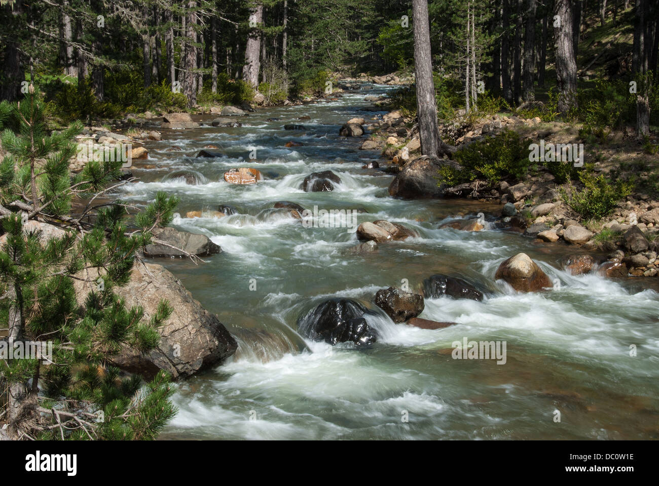 A mountain stream with pines and rocks in Greece Stock Photo - Alamy