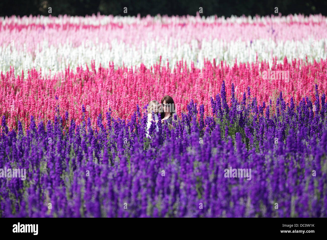 Confetti flower fields worcestershire hi-res stock photography and ...