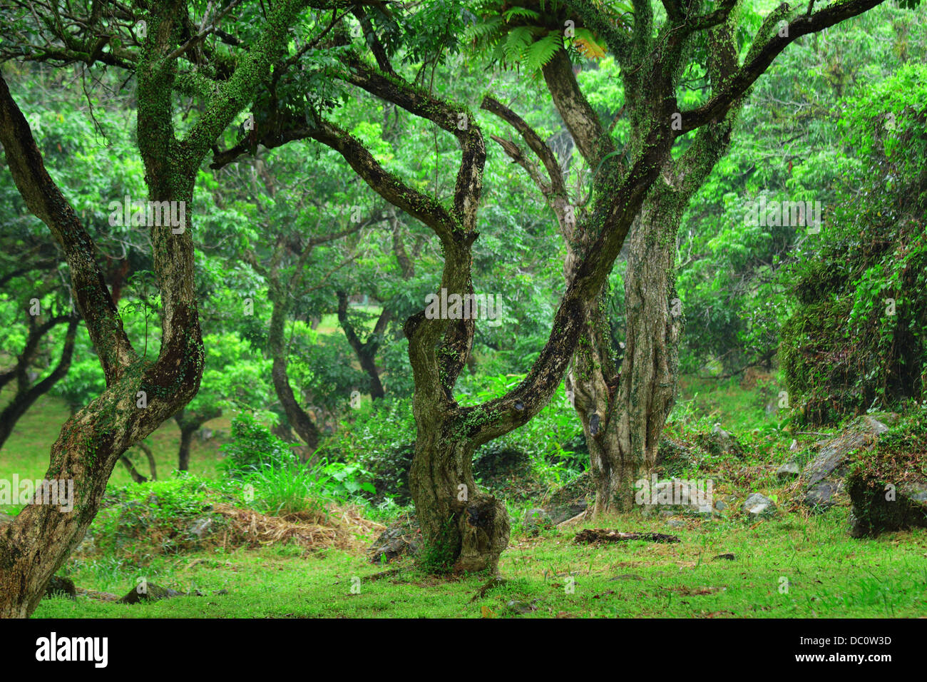 tree in forest Stock Photo - Alamy