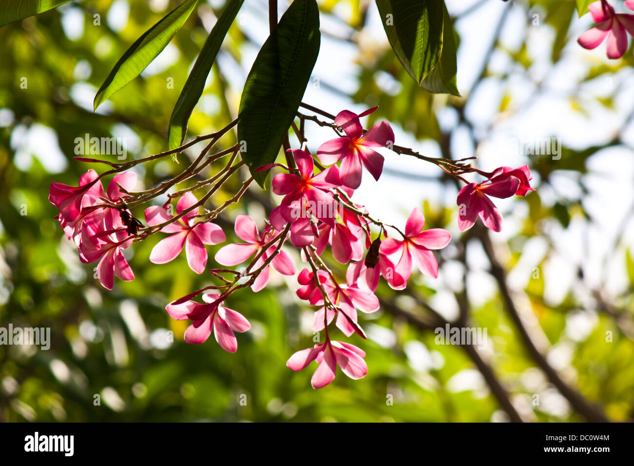 Fragipani hi-res stock photography and images - Alamy