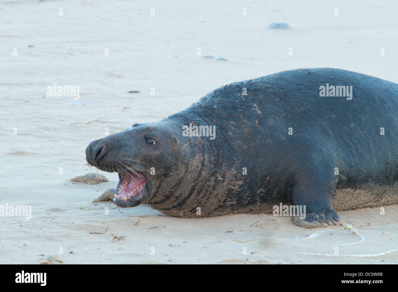 Grey seal [Halichoerus grypus] Male being aggressive with its mouth ...